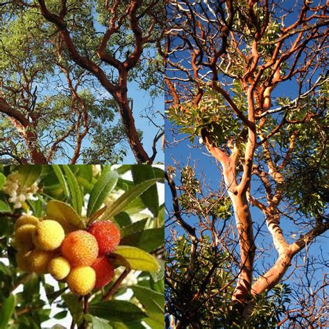 Madrone Tree Seeds