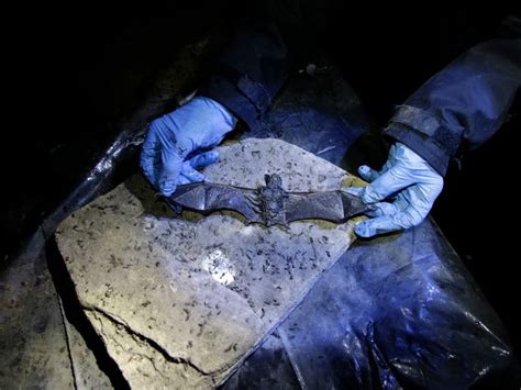 Tiny Bats Provide ‘glimmer Of Hope Against A Fungus Threatening Entire
