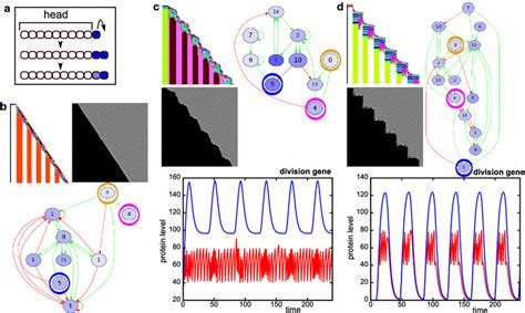 Three Different Types Of Sequential Segmentation Can Evolve Persistent