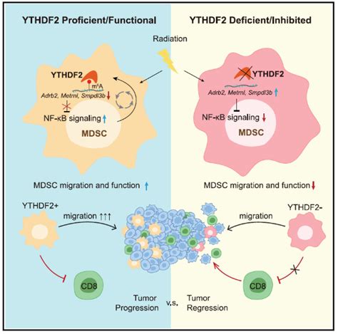 表观快讯 Cancer Cell何川 罗成等合作发现抑制YTHDF2可增强放疗的抗肿瘤疗效 广州表观生物科技有限公司