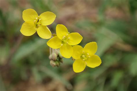 Diplotaxis Tenuifolia