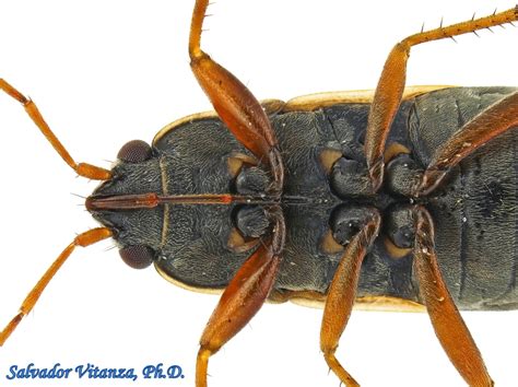 Hemiptera Heteroptera Rhyparochromidae Malezonotus Sodalicius Dirt