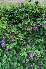 Perennial Pruning Mistakes To Avoid At All Costs