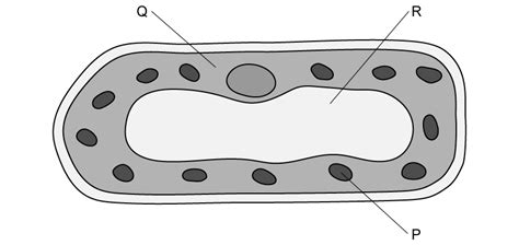 Cell Structure Edexcel Igcse Biology Exam Questions 2019