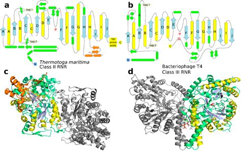 Life Free Full Text The Origin And Evolution Of Ribonucleotide