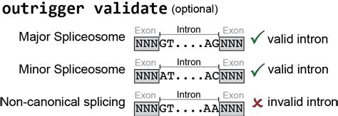 Validate Check That The Found Exons Are Real — Outrigger 100 Documentation
