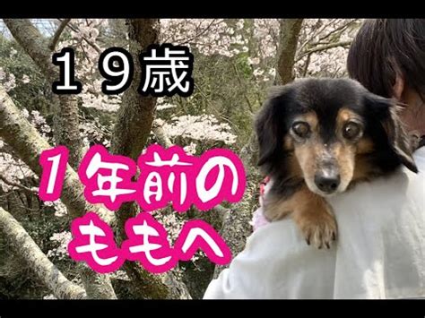 ももとの日々209 19歳8カ月シニア犬桜の季節に思うこと1年前のシニア犬は YouTube