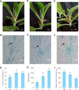 Exploratory Biological Coordinate Analysis On 2 4 Epi Brassinolide