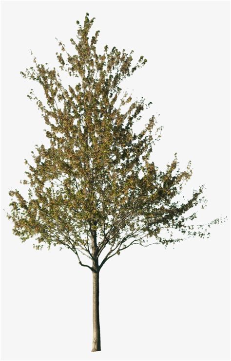 Tree Cutout Png 10 Free Cliparts Download Images On Clipground 2025