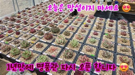 1년에 단한번 오픈하는 매니아님 귀둥이 거둥이 아가들을 최대 80 할인판매 처음보는 아가들이 한가득 묵둥이 창 귀둥이 거둥이 선별 하얀댕냥이 달콤한총각다육