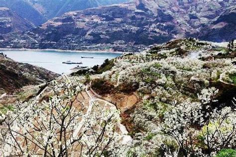 重庆巫山长江三峡花海廊 百舸竞流争春光图 长江经济带