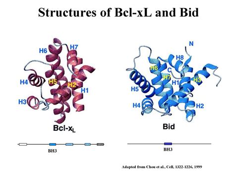 Programmed Cell Deathapoptosis Ppt Download