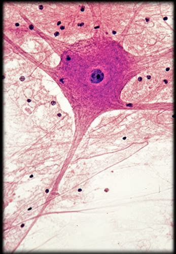Bio 141 Nervous System Lab Practical Flashcards Quizlet