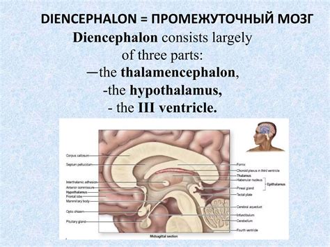 Midbrain Diencephalon Pptx
