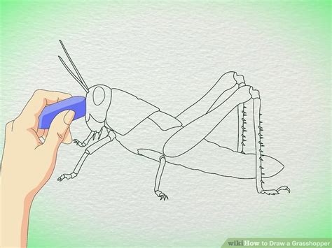 How To Draw A Grasshopper 5 Steps With Pictures Wikihow