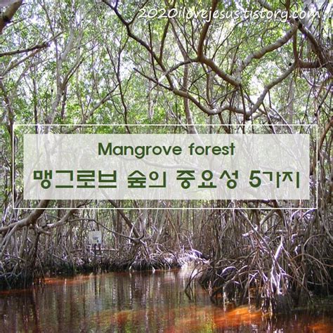 맹그로브mangrove 숲의 중요성 5가지ㅣ기후변화 대응