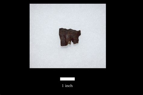 Fossilized Horse Tooth 2024 Ncfossilfest Auction Aurora Fossil Museum Foundation Inc