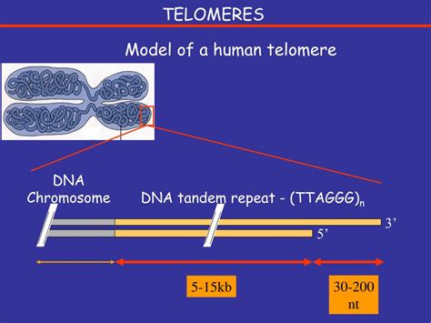Ppt Telomeres Powerpoint Presentation Free Download Id4936644