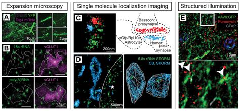 Multiplexed Spatial Transcriptomic And Proteomic Imaging In Situ A