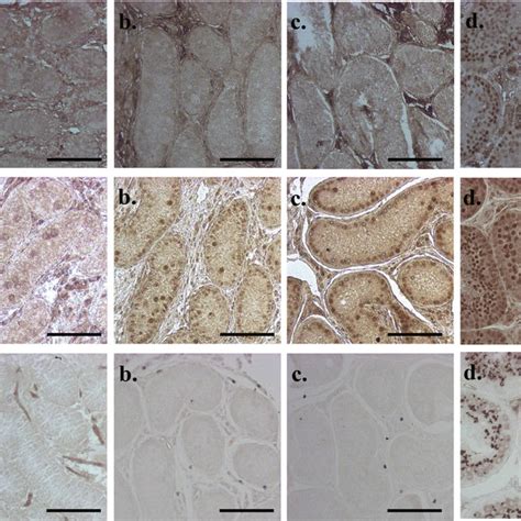 The Biology Of Spermatogenesis In The Rat A Schematic Drawing Of The Download Scientific