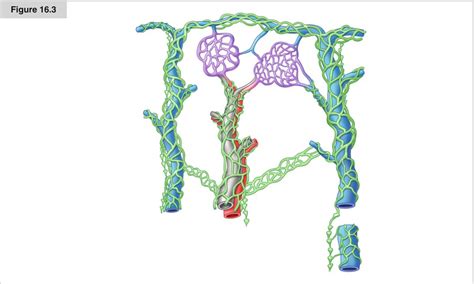 Anatomic Segmental Resection Thoracic Key