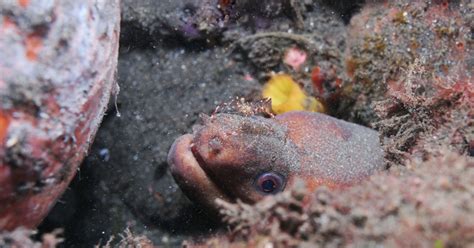 인도네시아 부나켄 클리닉 피시의 서비스[박수현의 바닷속 풍경] 40