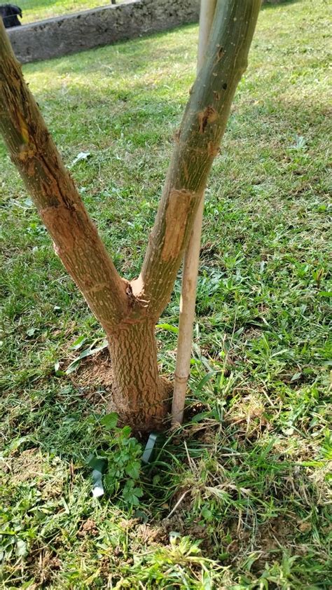 Should I Remove This Codominant Stem 2yo Paulownia R Arborists
