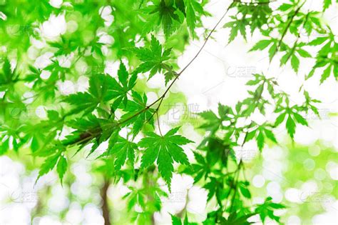日本枫树的绿叶
