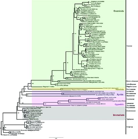 maximum likelihood ml tree of protein coding genes of poales