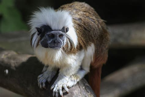 ワタボウシタマリン Cotton head tamarin 絶滅動物図鑑