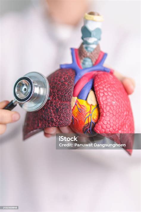 청진기로 호흡기 및 심혈관 해부학을 손으로 잡습니다 폐암 천식 만성 폐쇄성 폐 또는 Copd 기관지염 폐기종 낭포성 섬유증 기관지 확장증 폐렴 0명에 대한 스톡 사진 및