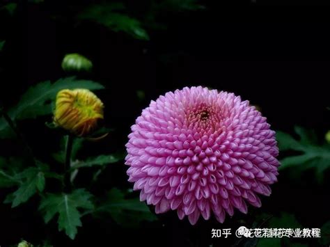 鲜花花艺丨这些像球一样的花真是美cry了 知乎