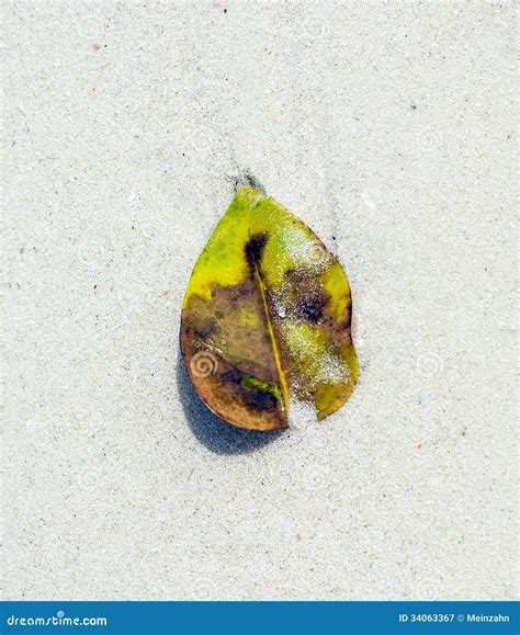 Beautiful Structured Leaves At Stock Image Image Of Leaves