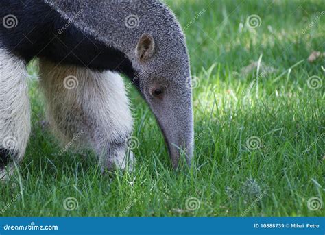 Ant Eater Stock Image Image Of Huge Unusual Worms 10888739