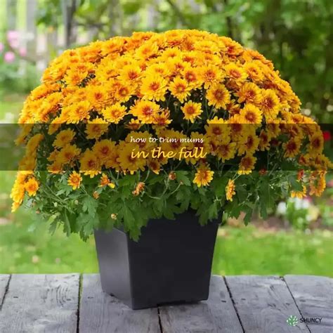 Tips For Pruning Mums In The Autumn Season Shuncy