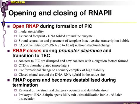 Ppt Rna Polymerase Ii The Central Enzyme Of Gene Expression Powerpoint Presentation Id 3280799