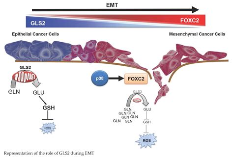 Cancers Free Full Text The Epithelial To Mesenchymal Transition Promotes Glutamine