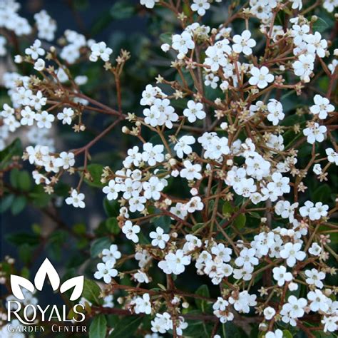 Viburnum Densa