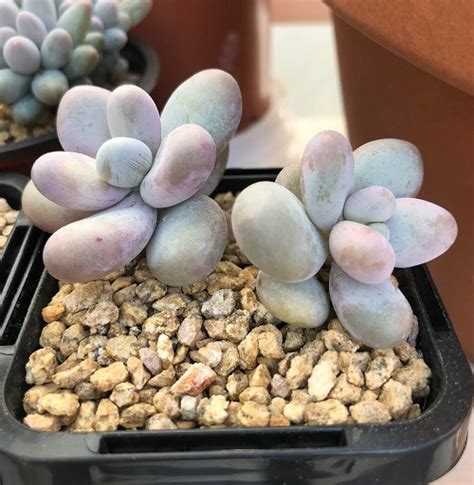 14 Best Round Succulents Succulent Garden Web