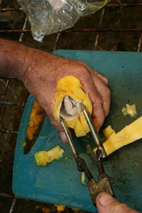 How To Plant A Mango Seed