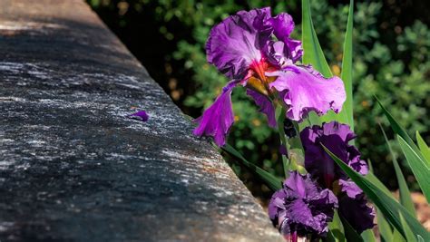 Purple And Violet Iris Mix 1 Of 2