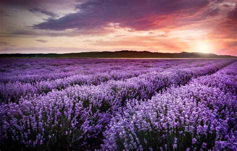 Lavender Wallpapers 4k Hd Backgrounds On Wallpaperbat
