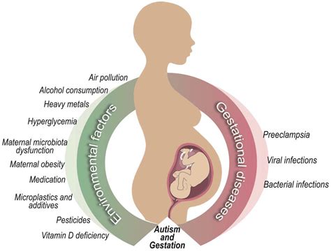 Restricted First Trimester Fetal Size Tied To Mental And Psychomotor Developmental Delay In