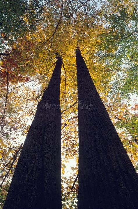 Trees In Fall Color Stock Photo Image Of Matched Fall