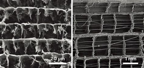 The Graphene Aerogel Bounces Back After Being Squished By More Than 6000 Times Its Weight