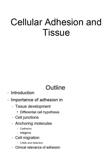 Adhesion Lecture Pdf Cell Adhesion Integrin