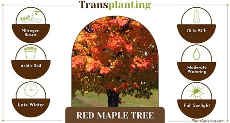 How To Transplant A Red Maple Tree Amazing Tips And Tricks Plant America