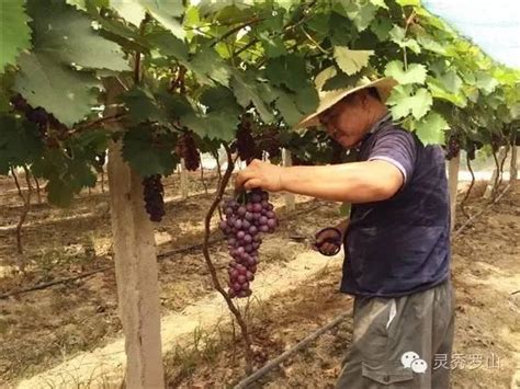 羅山縣尤店鄉葡萄紅提掛枝頭 特色農業促增收 每日頭條
