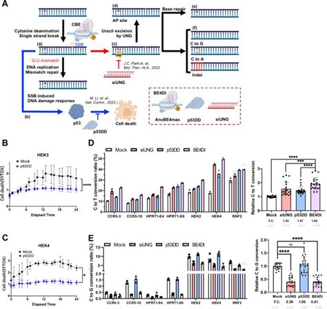 Ken Seidenman On Linkedin Enhancing Genome Editing In Hpscs Through