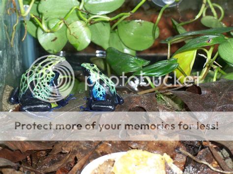 Help Sex My Sip Dendroboard